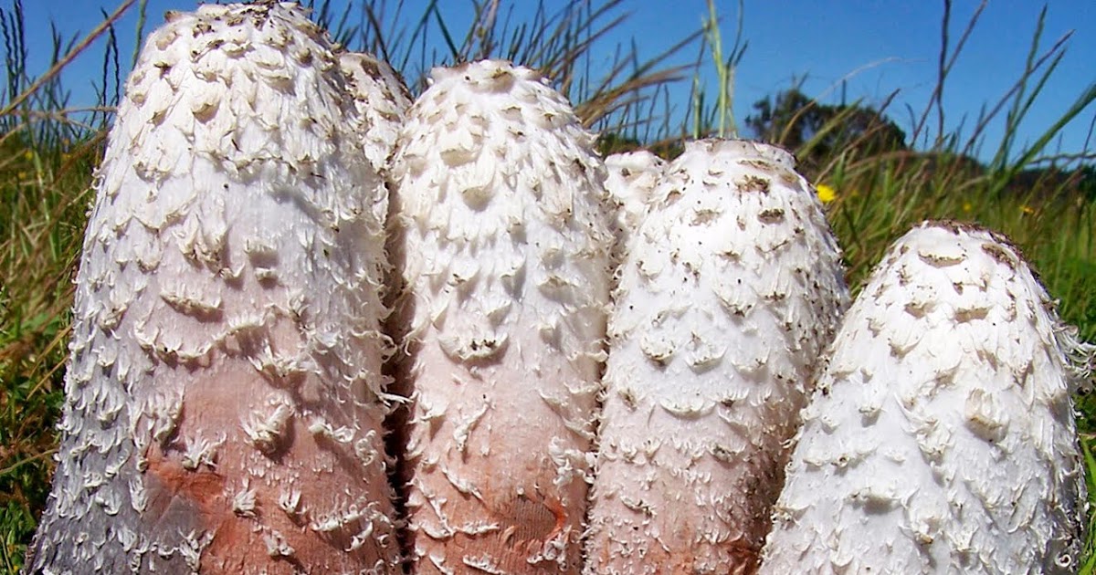 Hongos: Coprinus comatus