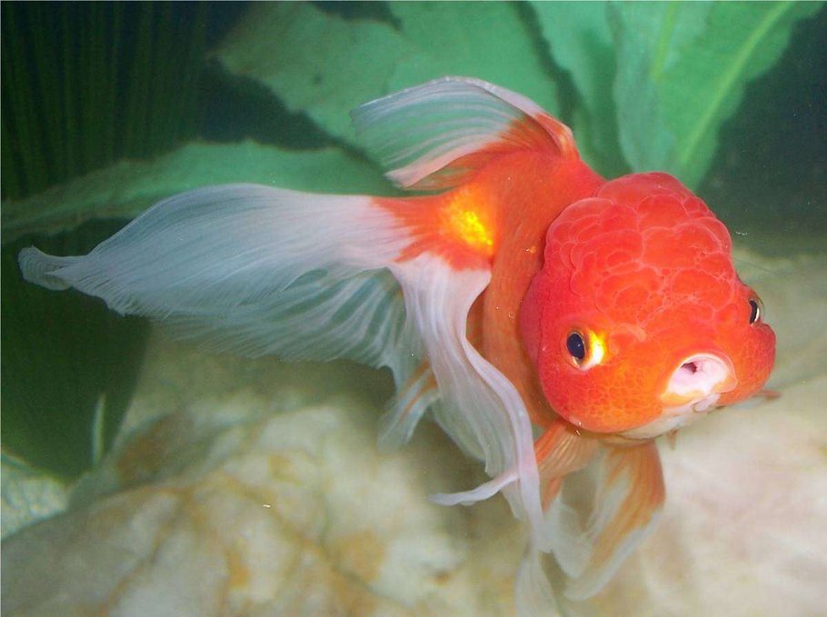 Caras Auriu: CARAS AURIU- CINE ESTE EL