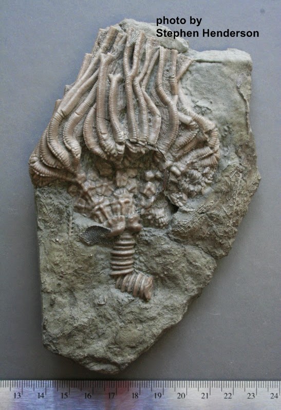 History of the Earth: June 19. Crinoids