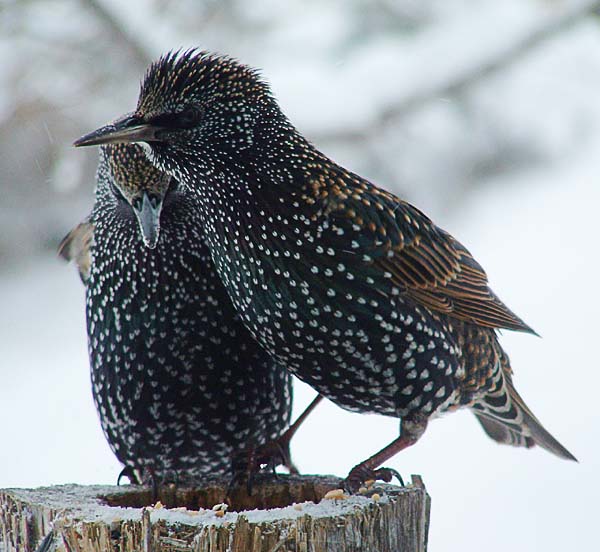 North Shore Nature: Notes on the European Starling in a northern ...