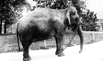 The Cowboys Who Came to See the Elephant