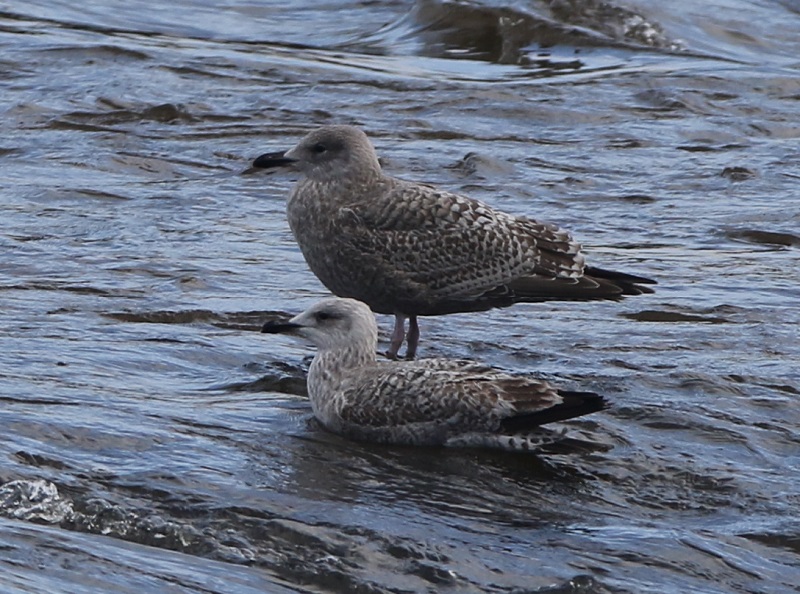 Murfs Wildlife : Northern Gull in Limerick