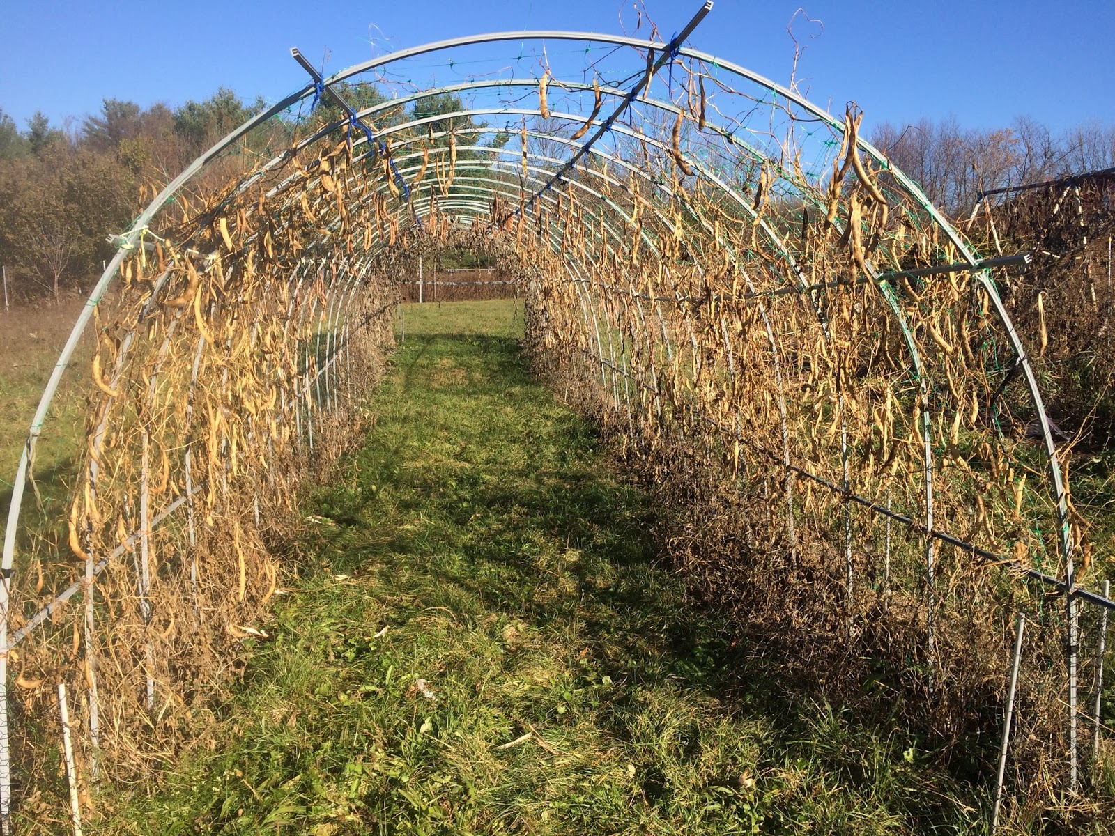 Saving Fossils with Sunlight: Final Tally: Bean Tunnel