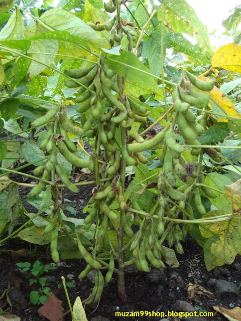 Kedelai Mulyowillis | info