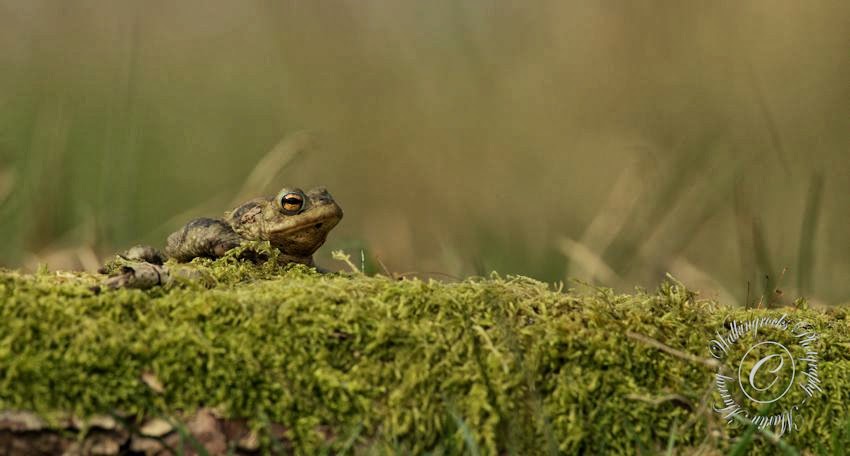 Togger Goes Wild: March 2014