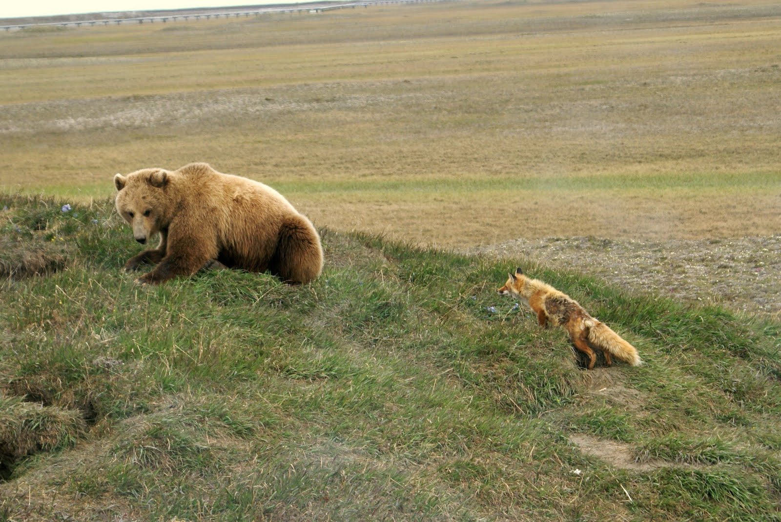 Random Stone: Fox and the Bear