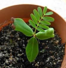 Anim Agro Technology: POKOK TURI - AGRONOMI DAN GUNANYA