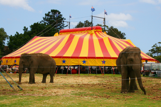 EL CAJON DE LOS CONOCIMIENTOS: CIRCO