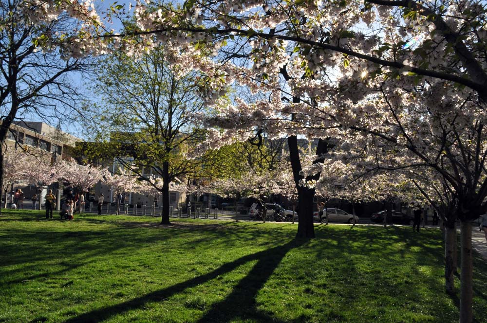 Toronto Grand Prix Tourist - A Toronto Blog: Cherry Blossoms in # ...