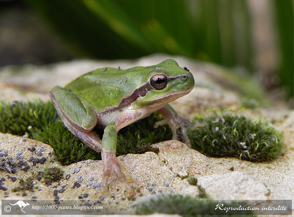 WILDLIFE GATEWAY: Rainette et rainette