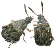 CARUNCHO OU GORGULHO (Chrysomeloidea)