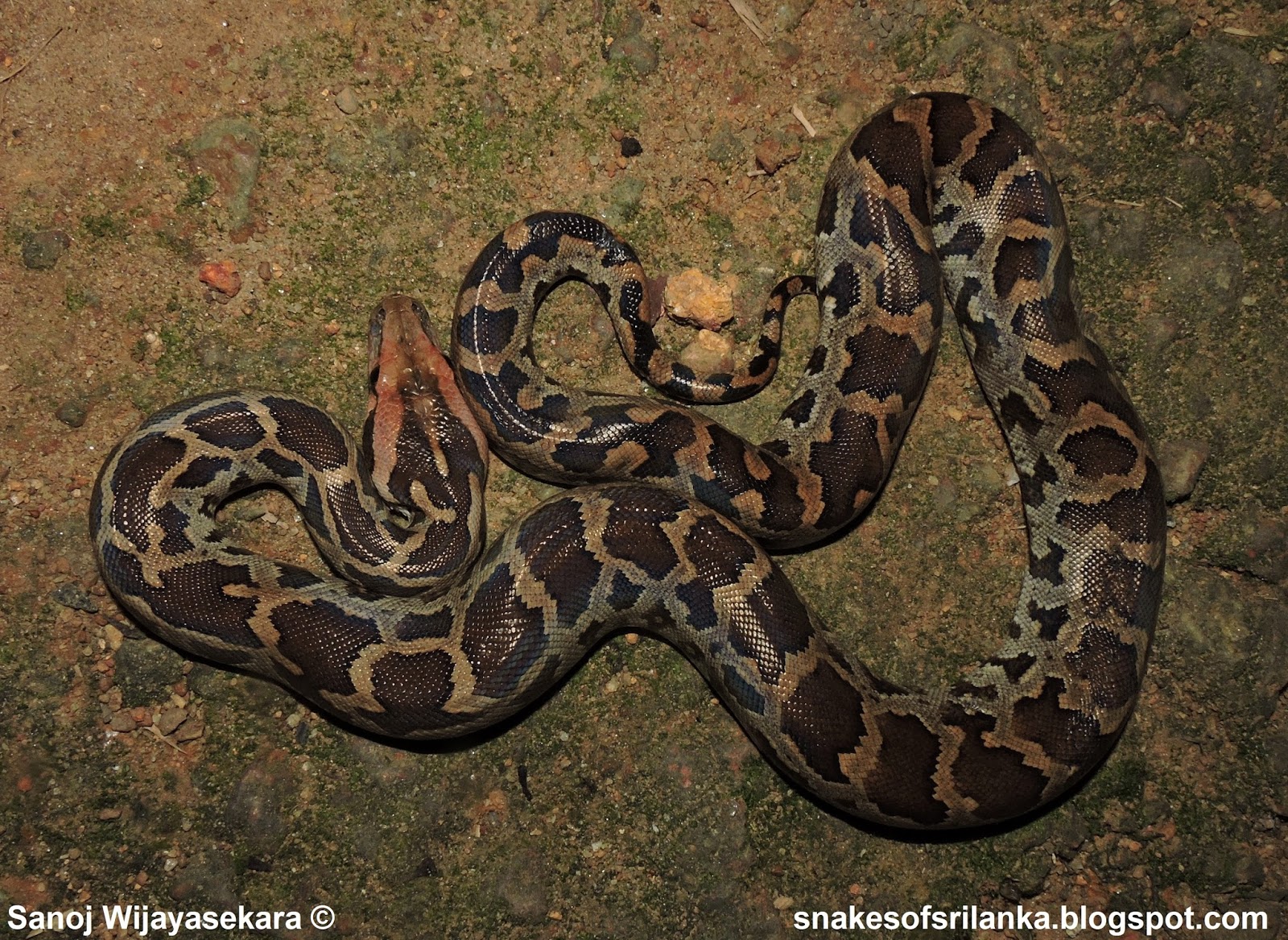 Indian Rock Python/පිඹුරා (Python molurus-Linnaeus, 1758)