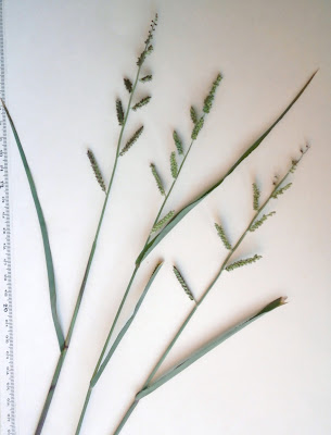 HERBARIO VIRTUAL DE BANYERES DE MARIOLA Y ALICANTE: 17 ago 2013