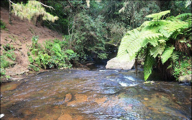 Tamilnadu Tourism: Pambar Falls (Liril or Vatakanal), Kodaikanal