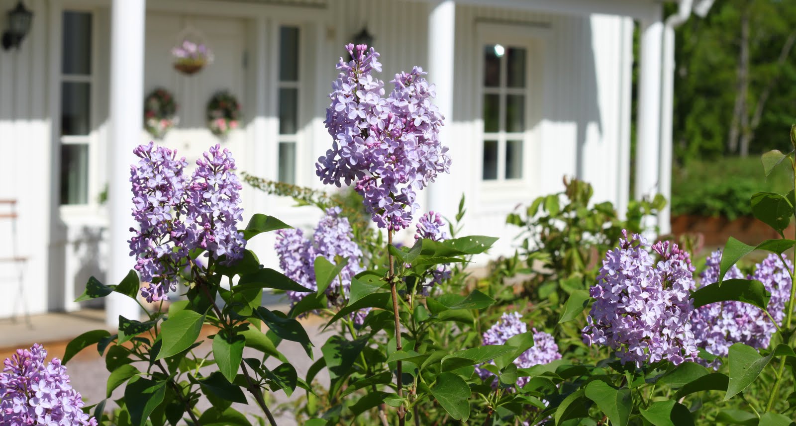 carinashousebythesea: Älskade Syrener