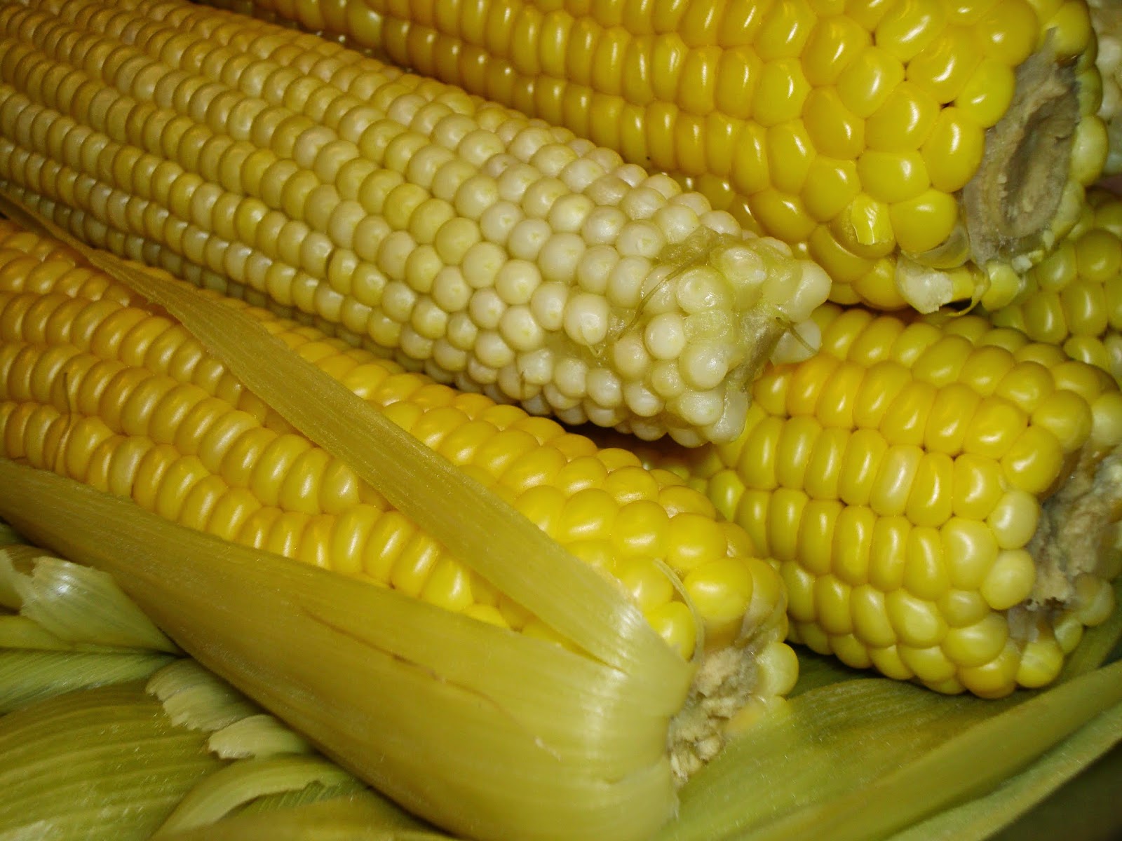 ce mai gatesc fetele: PORUMB FIERT