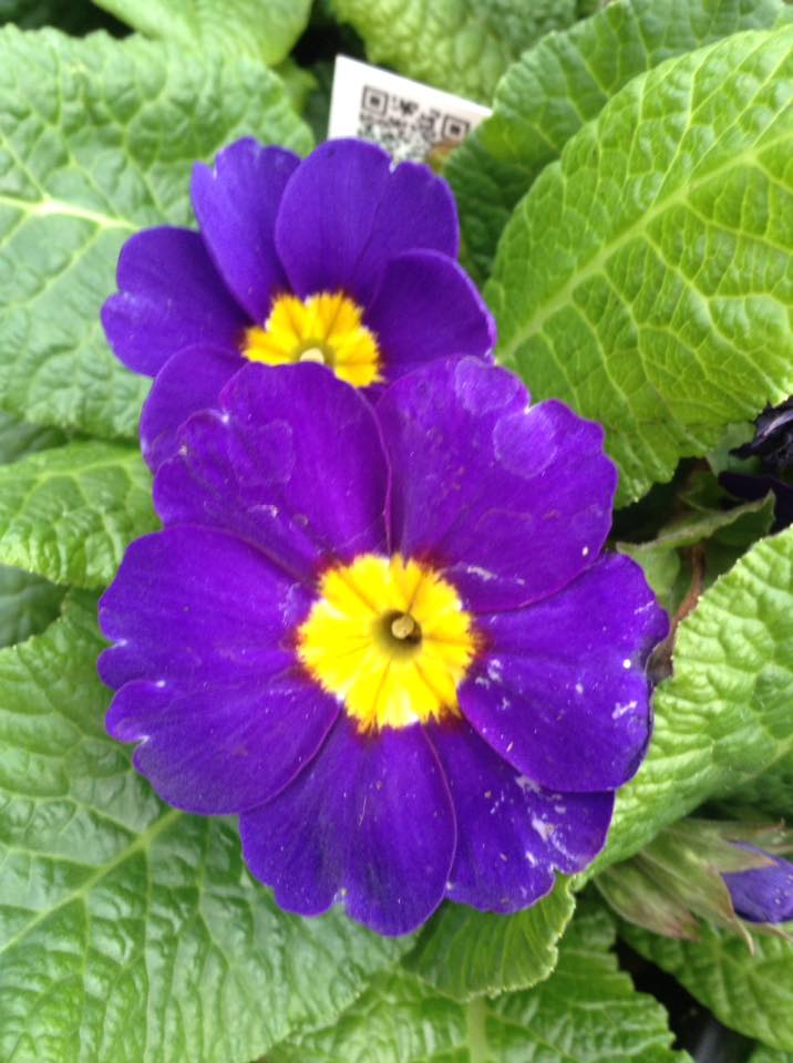 Supernova Blue Primrose