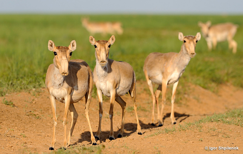 El ojo del buitre: Antílope saiga (Saiga tatarica)