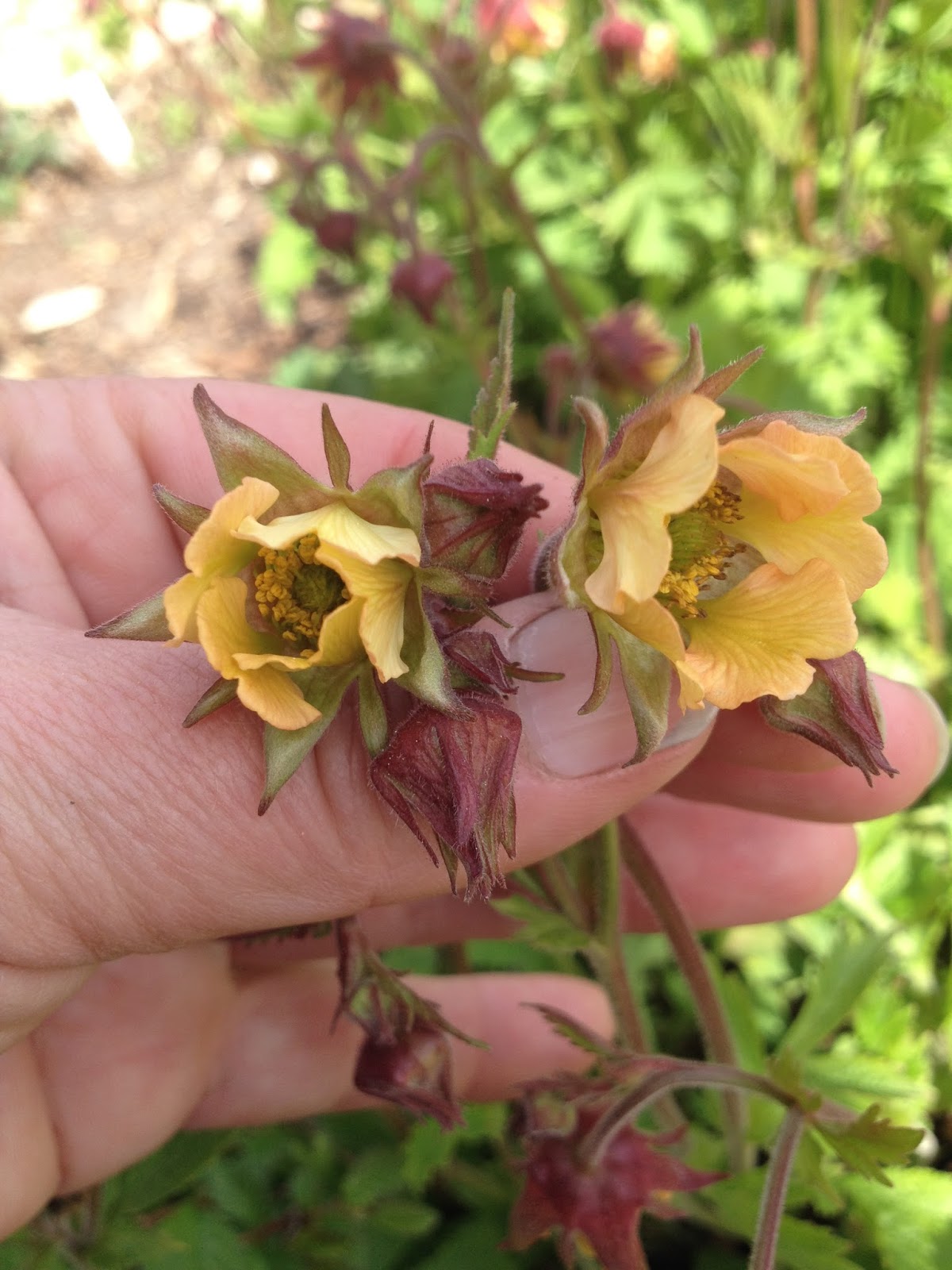 Blomstertøsens Have: Geum