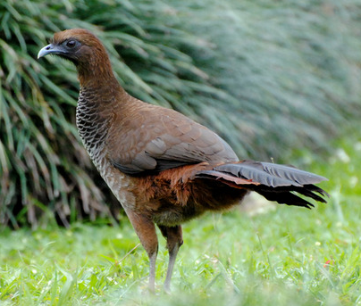 Pássaros Cantos !: Aracuã