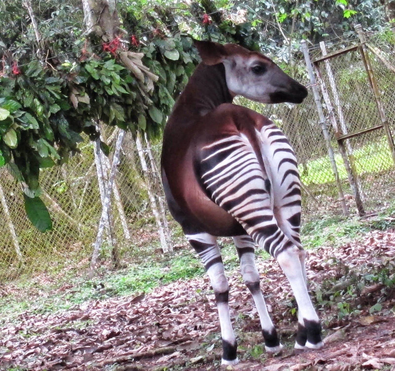 ΟΚΑΠΙ photos - wallpapers | the fun bank