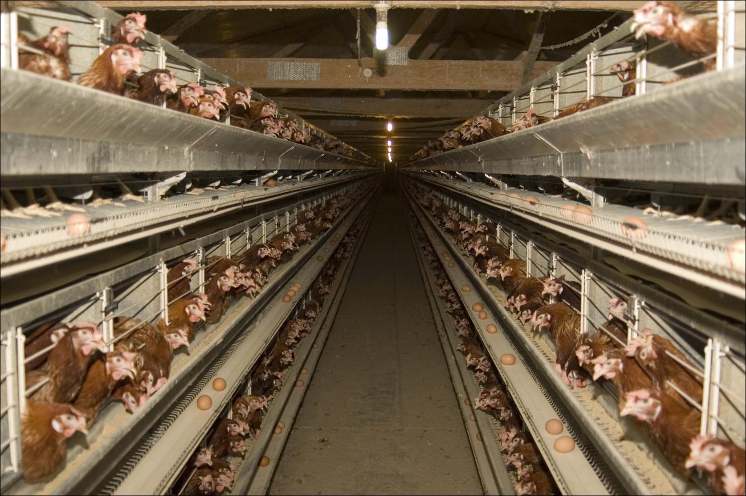 Knowing Animals: Free Range Eggs - what's in a name?