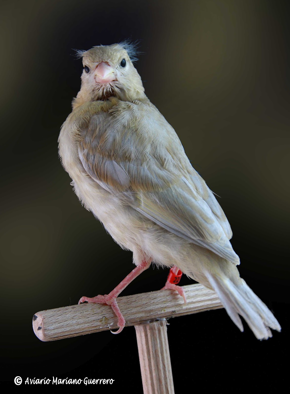 AVIARIO MARIANO GUERRERO: Algunos volantones en Abril de 2012