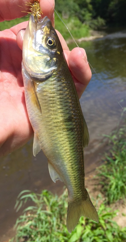 FishnDave: 33 Iowa Species on Fly Rod