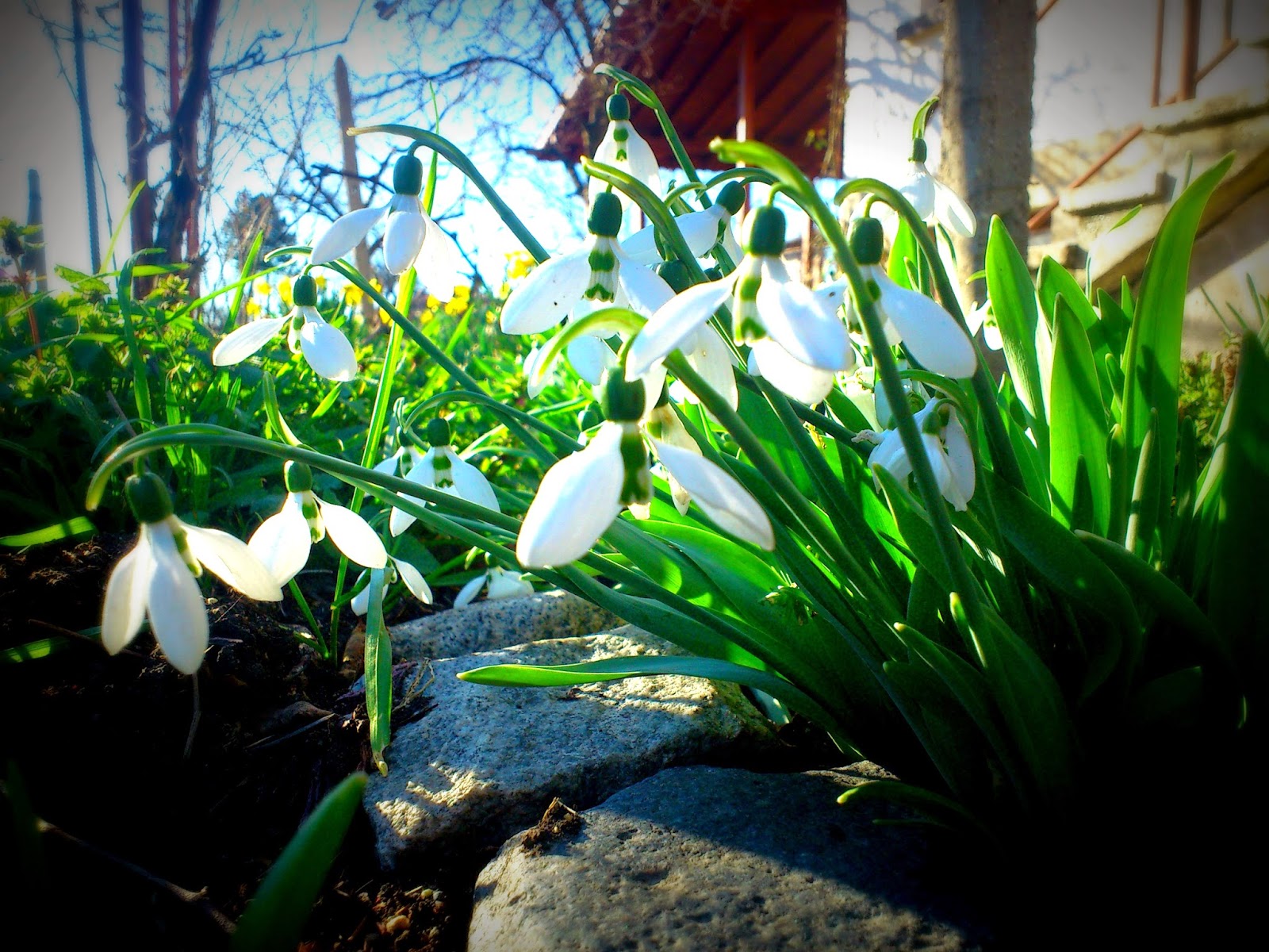 The Amazing Nature: Spring Flowers