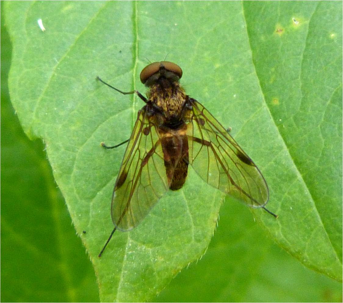 Insects of Scotland: Snipe Flies