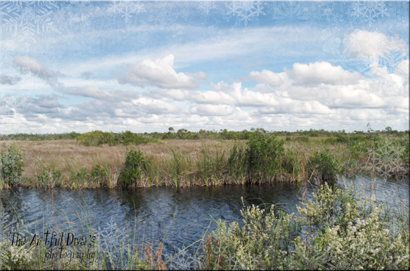 The Artful Diva: Snow in the Everglades