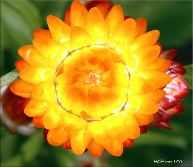 The Home Bug Garden: Not Yet Native of the Week: Strawflower