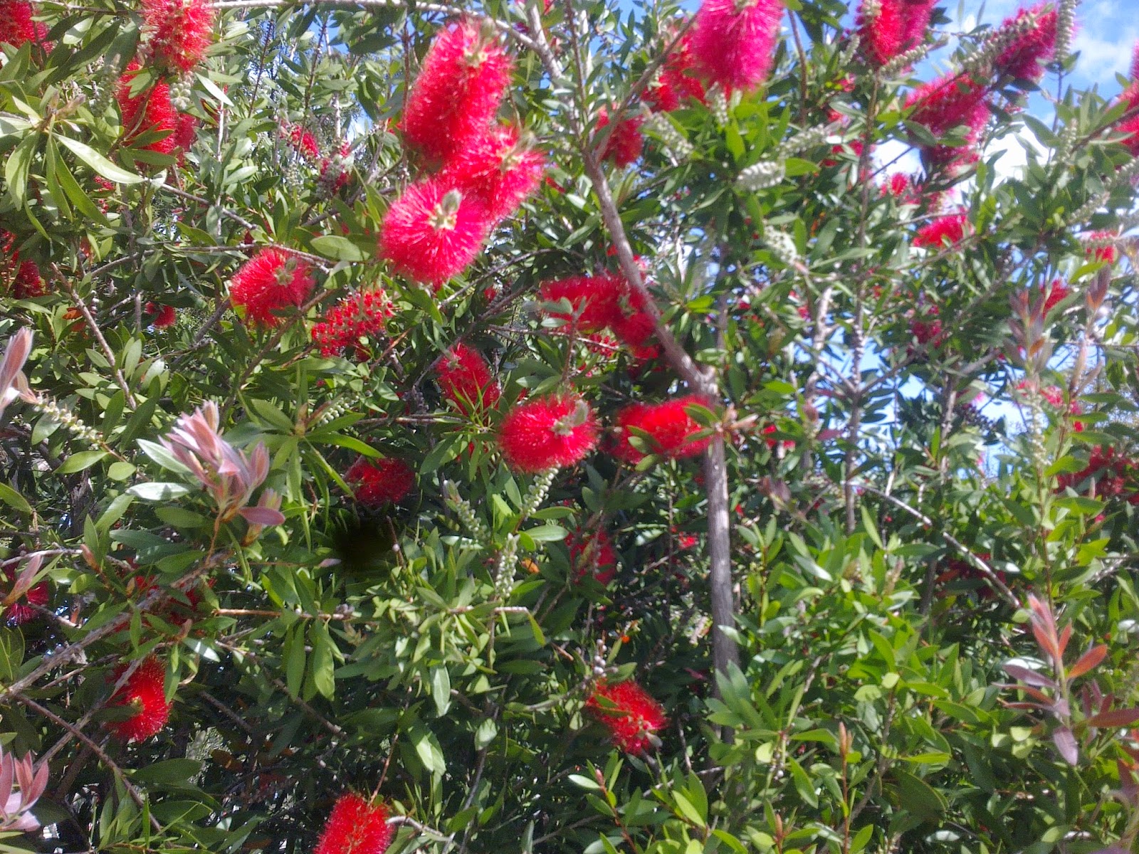 BirantaFotos: Calistemo, Callistemon, Escova de Garrafas, "Escovilhão"