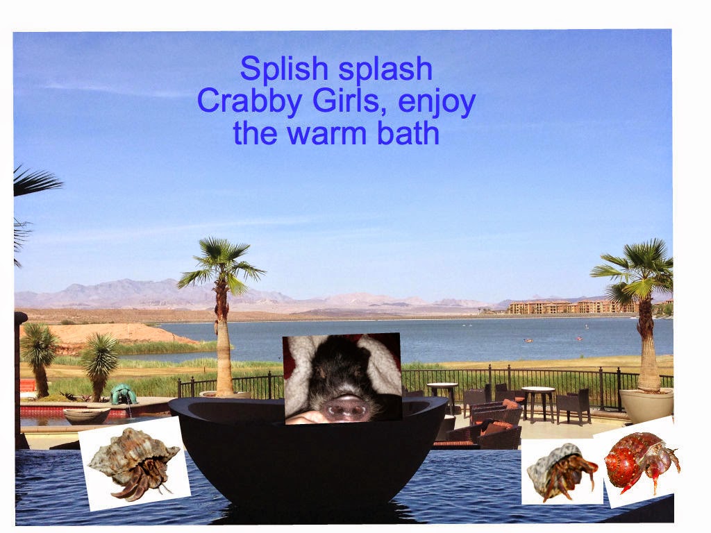 Sarge Speaks Out: Coccolino and the B.O.S. Girls