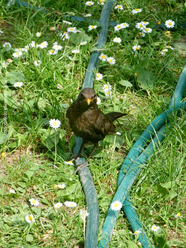 Le avventure della mia fantasia: I merli, i simpatici inquilini del ...