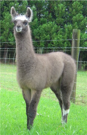 Animal Picture and Description Blog