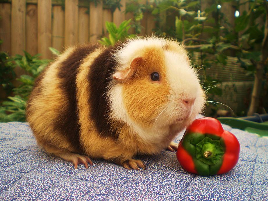 Caviastal Namasté: US-Teddy