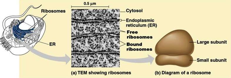 Ribosome; the ultimate protein synthesizing nano machine Structure and ...