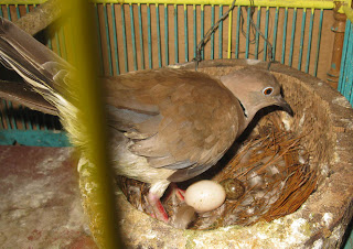 Puter Pelung sebagai pengganti mesin tetas telur Murai | seputar info ...