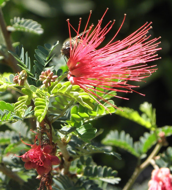 Natives Now SoCal!: California Fairy Duster - One of My Favorite Plants ...