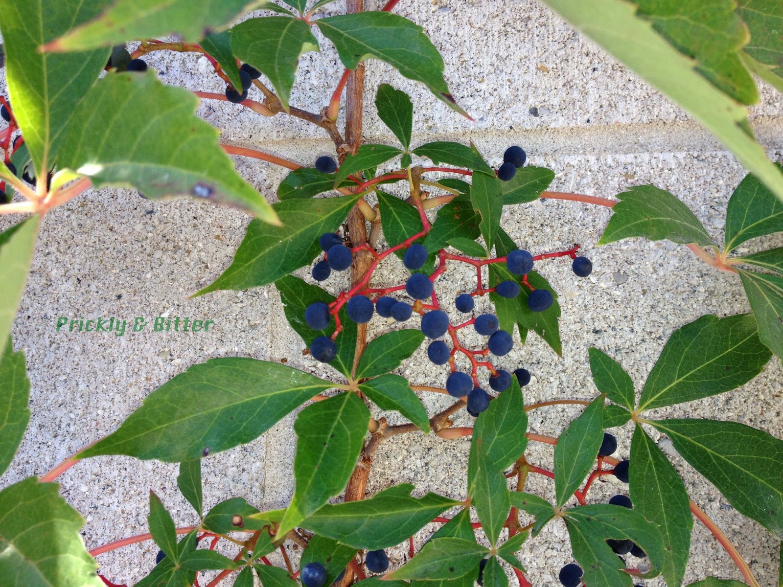 Prickly and Bitter: The creeping vine from Virginia