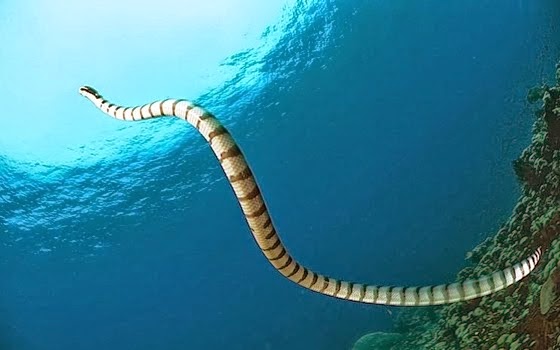 5 Hewan Laut Mematikan Yang Terlupakan - Pengetahuan Cepat