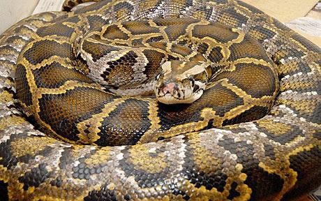 Animal Obsessed : Burmese Pythons are Pretty Cool.