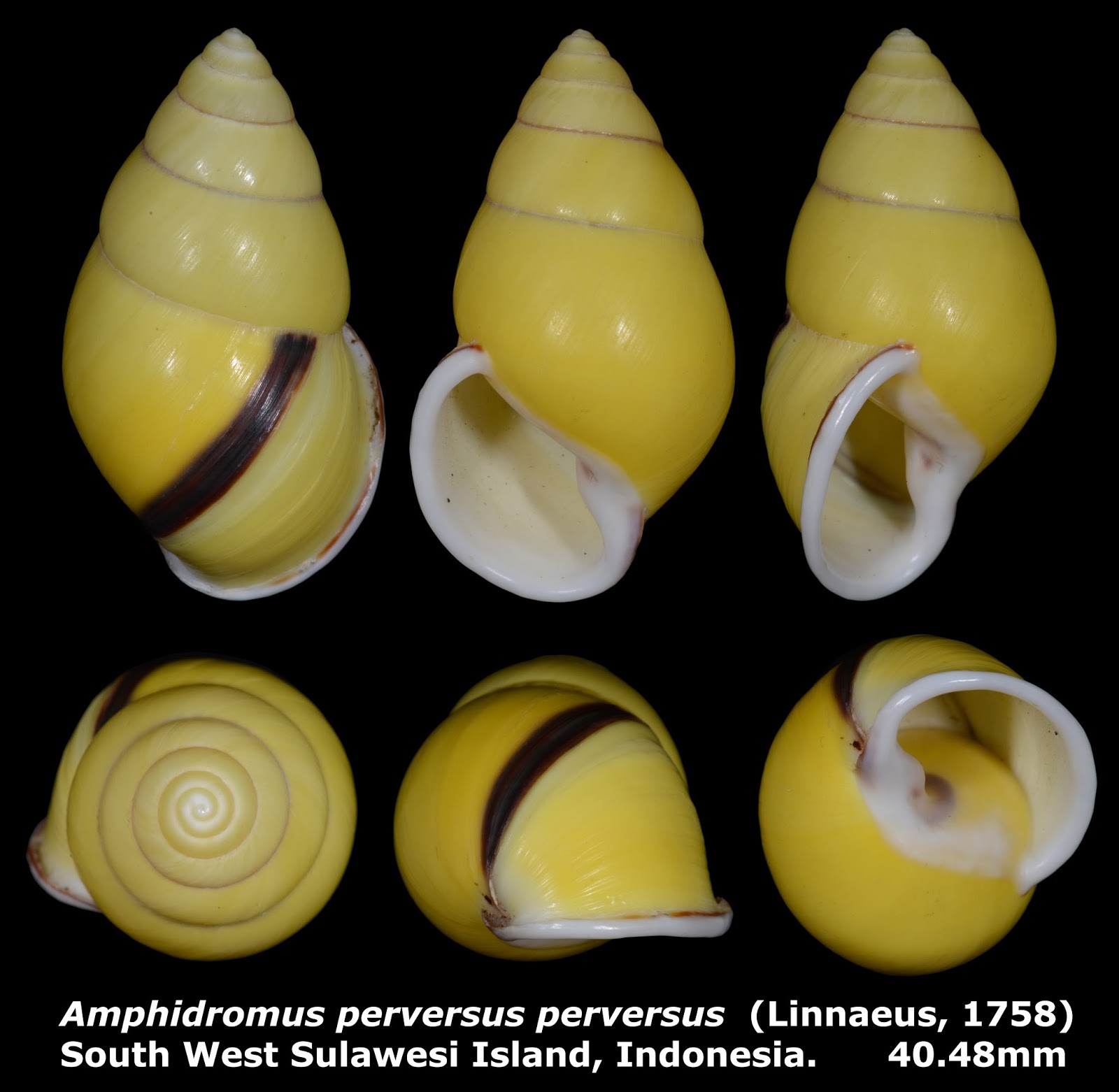 Dr. Lee's Gallery Museum: Amphidromus perversus perversus 39.52 to 47.42mm