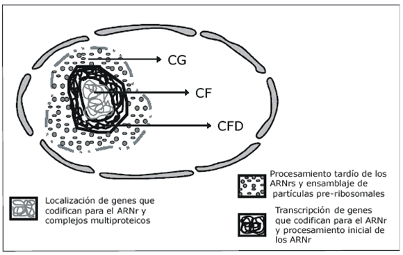 Medicina Estudia: El Núcleo: Ciclo Celular.