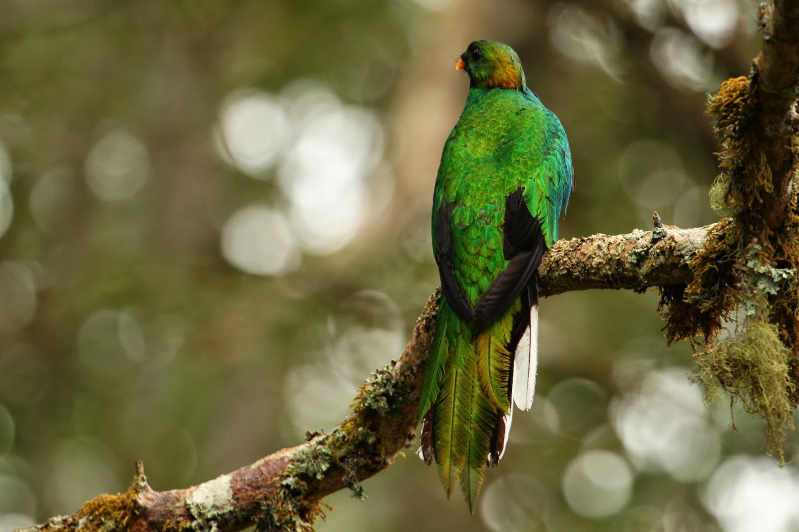 Nuestro bello mundo...: White-tipped Quetzal, male, Pharomachrus ...