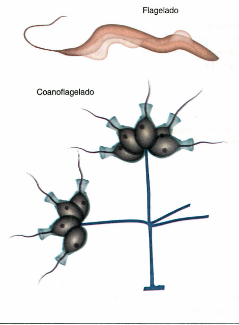 Flagelado