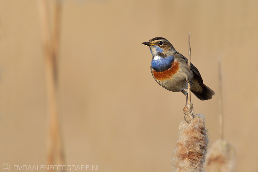 Vogel- en Natuurfotografie door Remco van Daalen: De Blauwborst ...