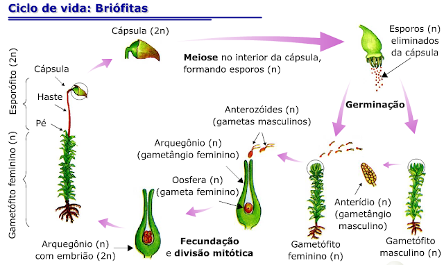 Ciencia - Aderbal: Reino Plantae ou Metaphyta