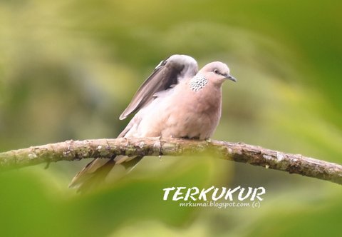 mrkumai.blogspot.com: Koleksi Burung di Cameron Highlands: Burung ...